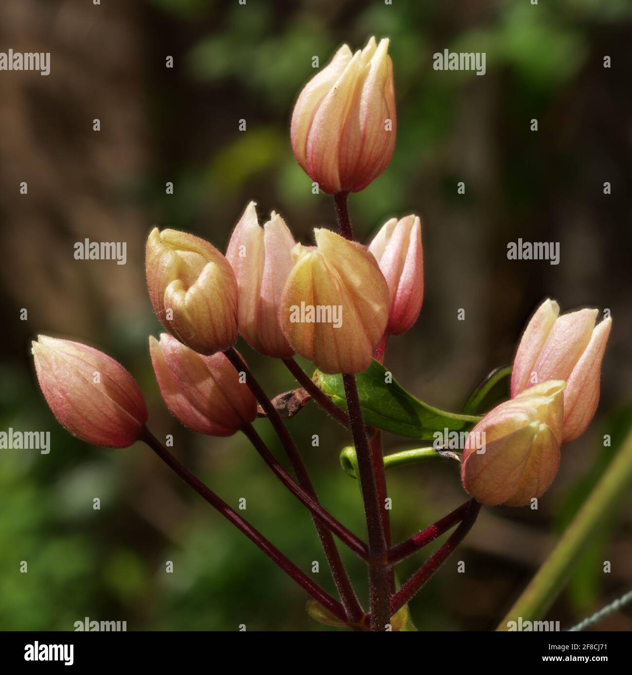 Clematis (H.E.Young) in Lambeth garden growing on poles Stock Photo - Alamy