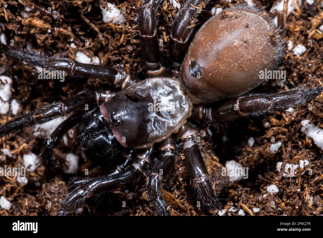 Trapdoor spider hi-res stock photography and images - Alamy