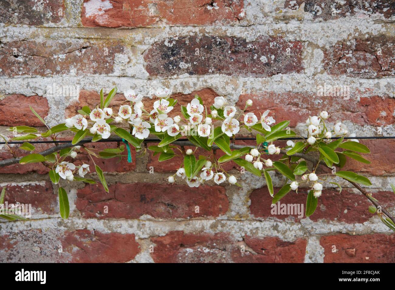 Conference Pear (Pyrus communis 'Conference') tree growing and ...