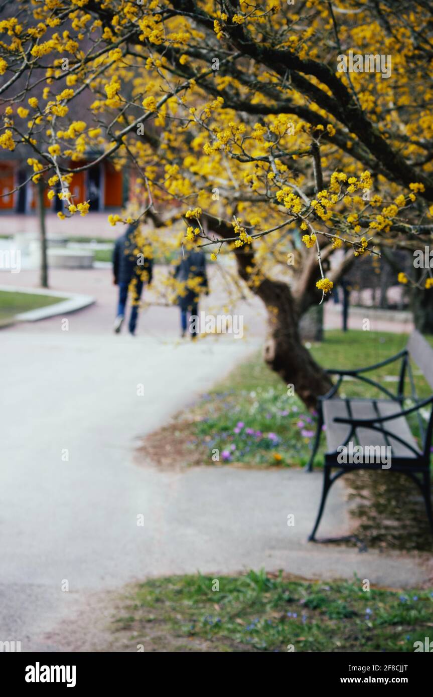 Spring walk in a park. A park path view with a wooden bench and yellow ...