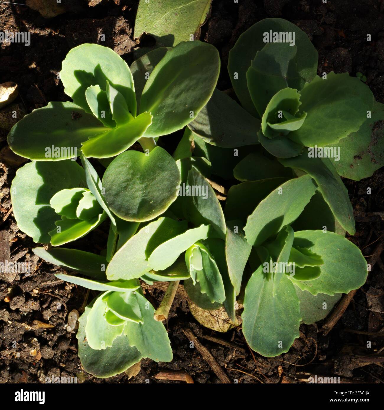 Sedum plant newly growing in Spring in Lambeth garden Stock Photo - Alamy