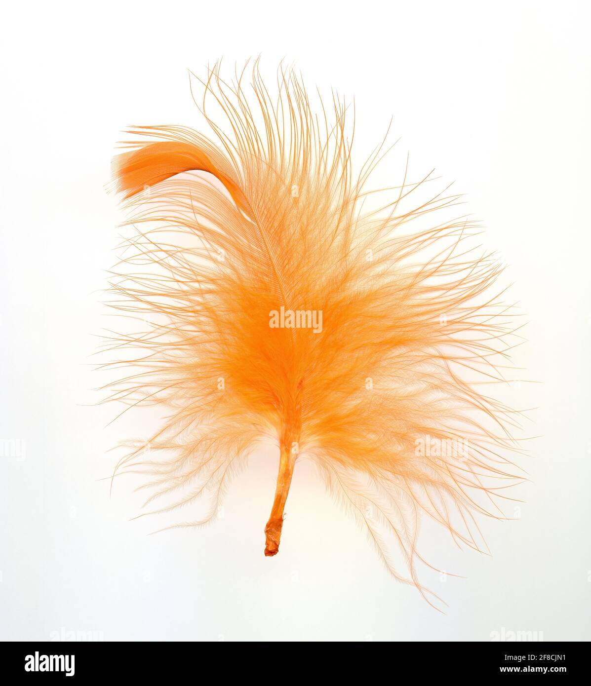 High resolution scan of orange feather Stock Photo - Alamy