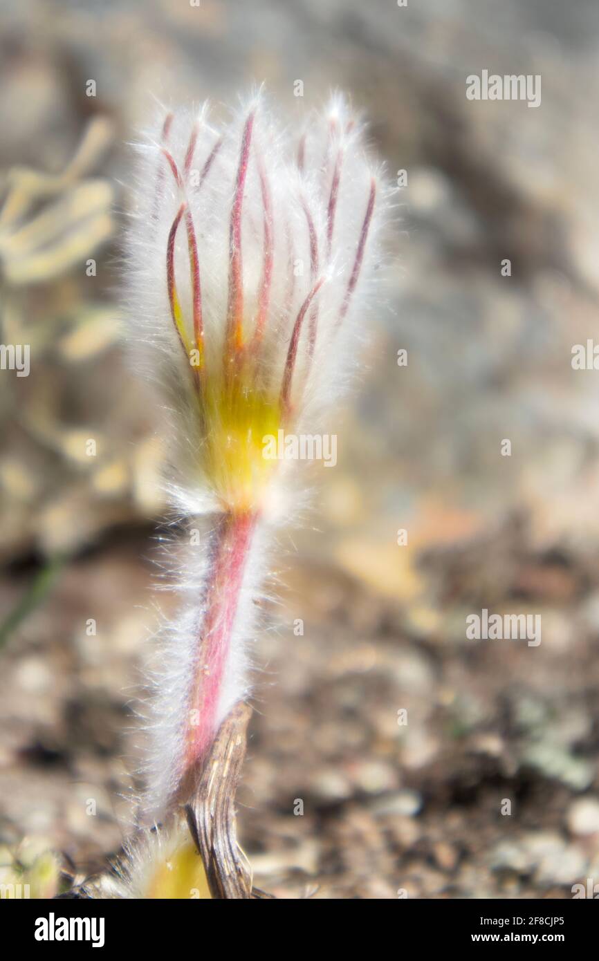 Fluffy early spring plant. Vertical close-up Stock Photo - Alamy