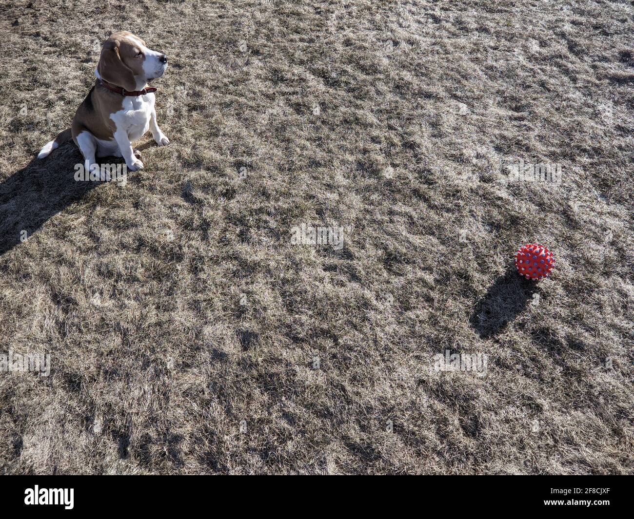 Boy playing soccer ball dog hi-res stock photography and images - Alamy