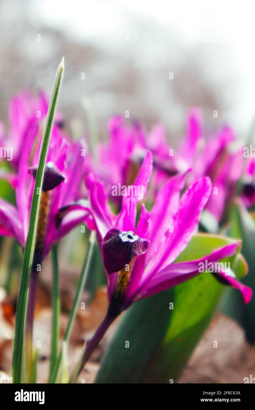 Purple spring flowers close-up Stock Photo - Alamy