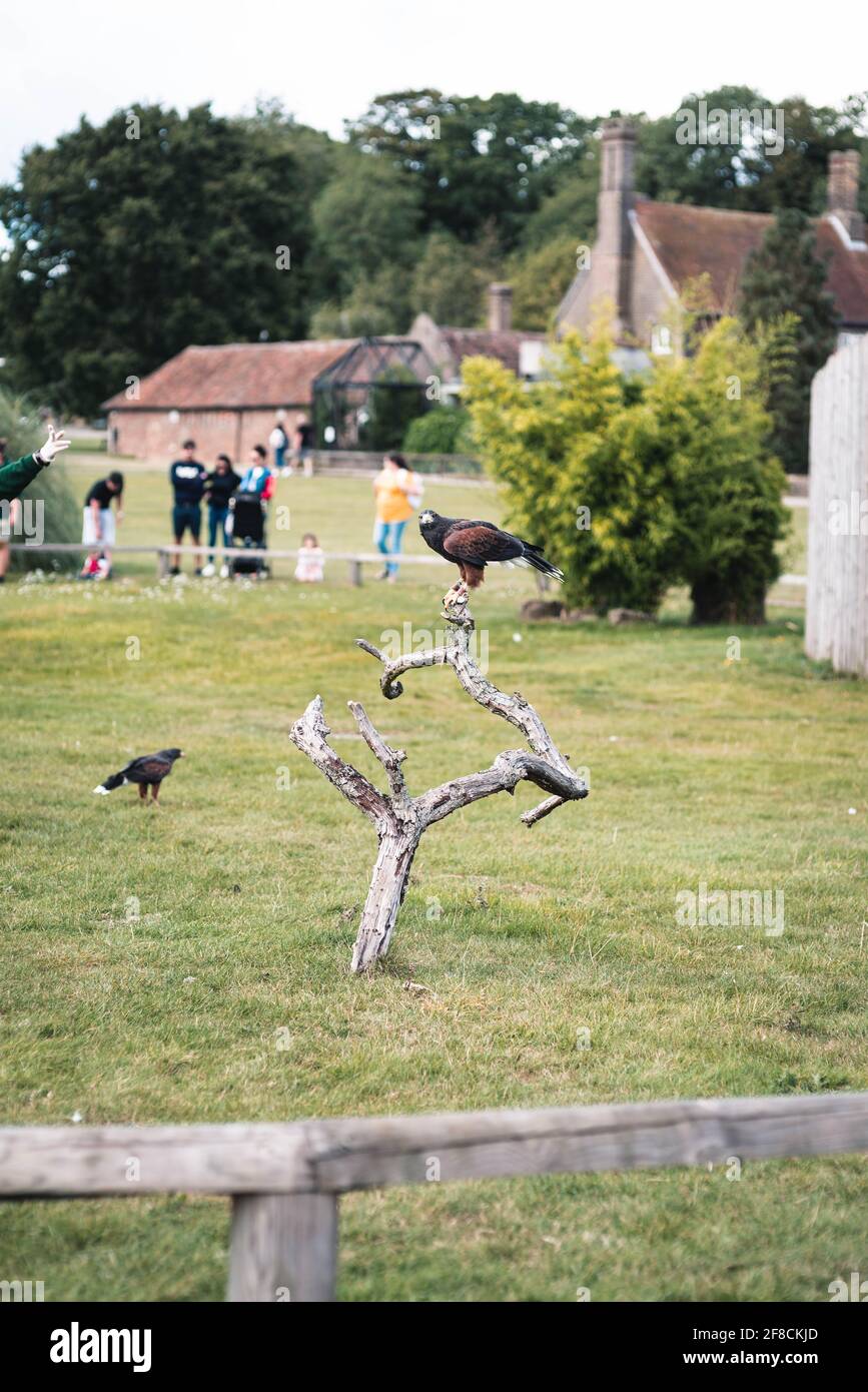 Hunting hawk on perch hi-res stock photography and images - Alamy