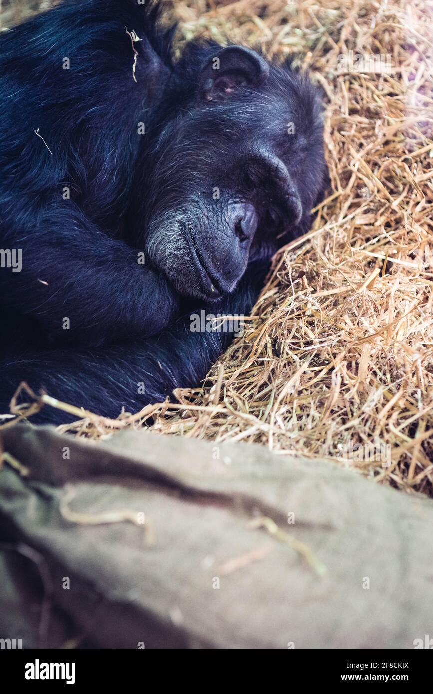 Chimpanzee sleeping zoo hi-res stock photography and images - Alamy
