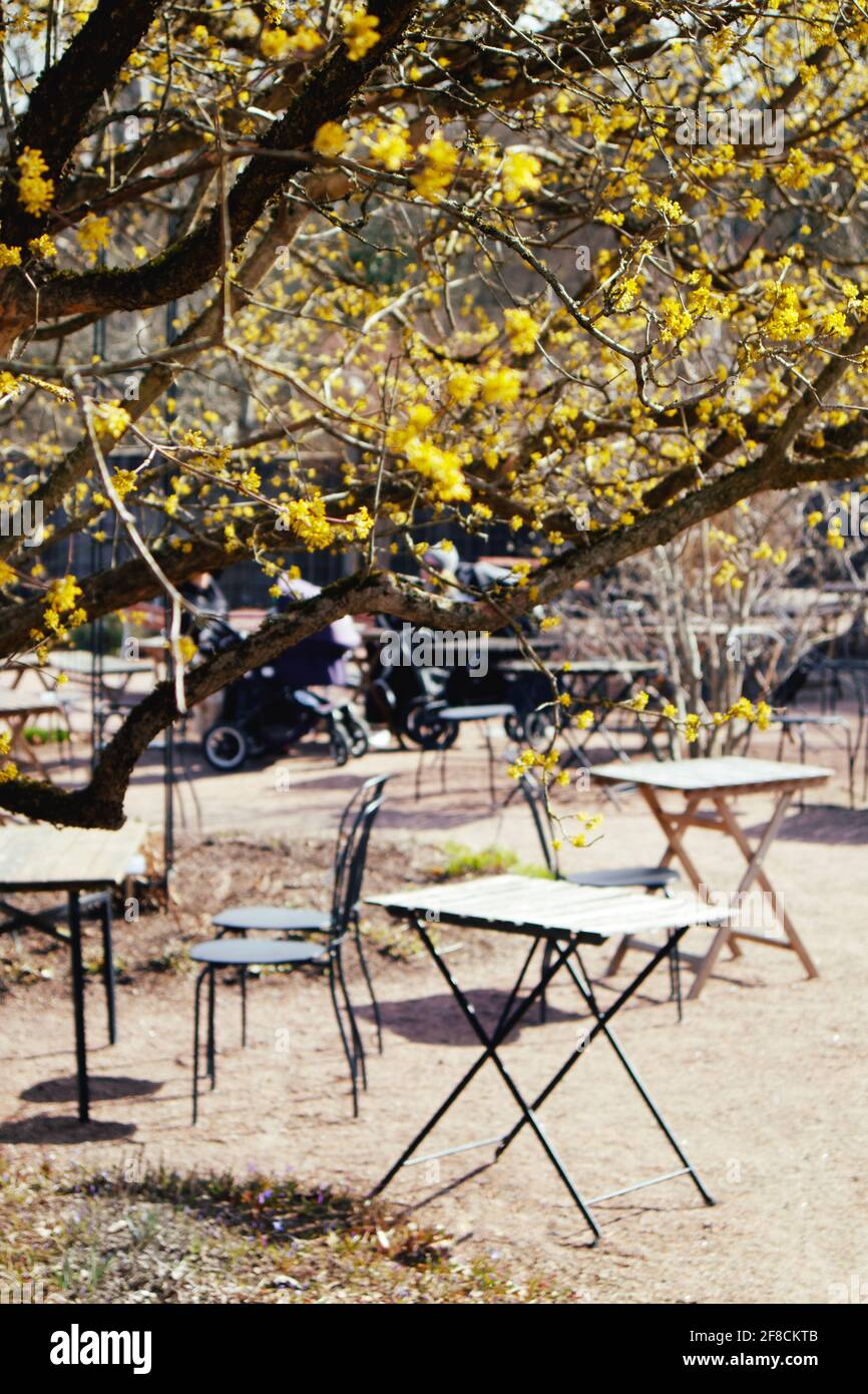 Outdoor cafe seating under blooming tree. Spring season preparations ...