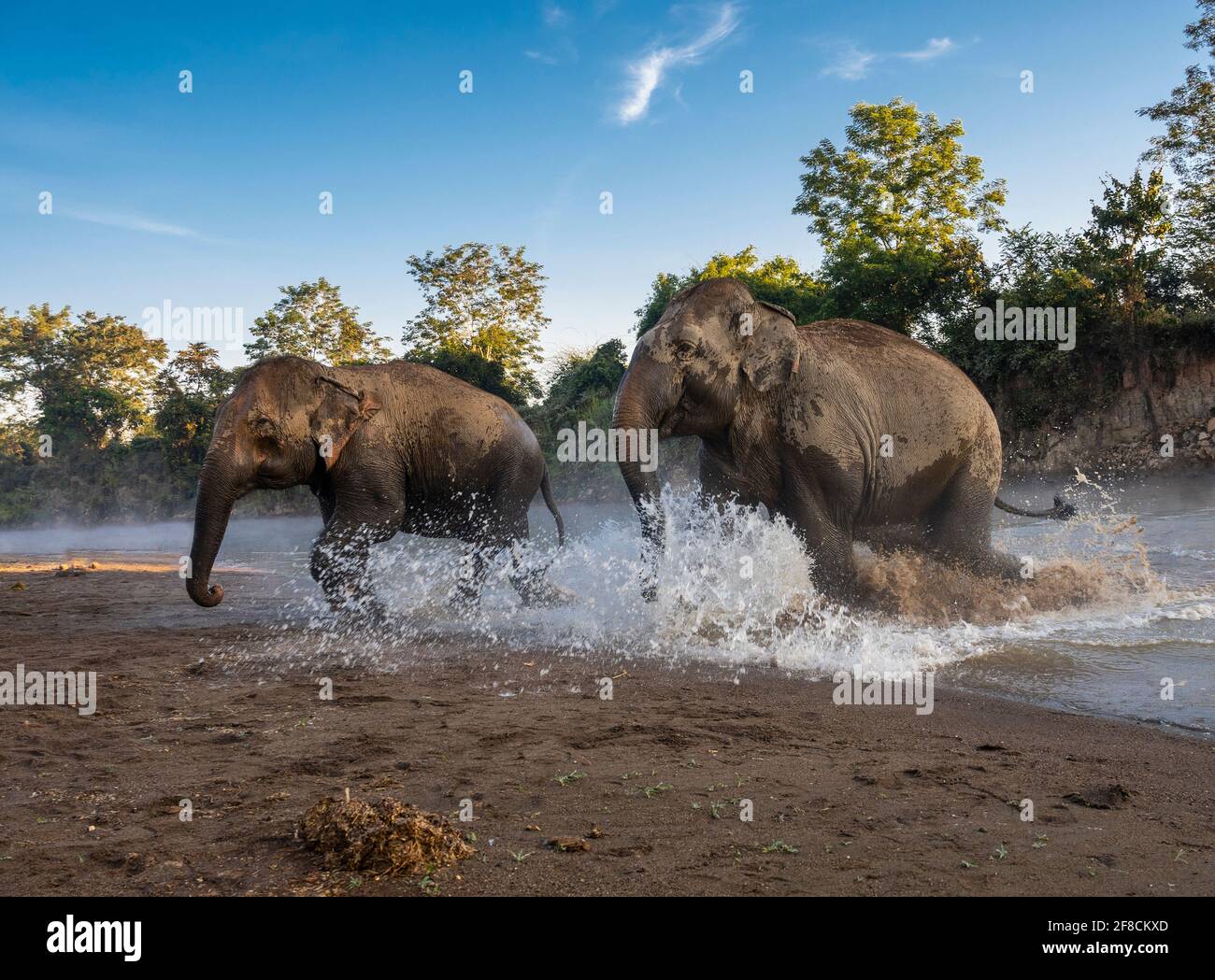two elephant's running at animal sanctuary in the golden triangle Stock ...