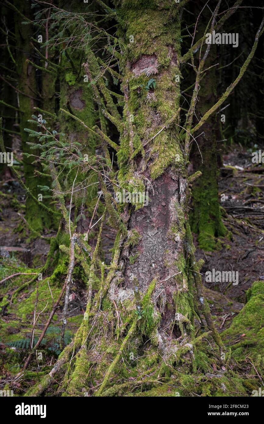 Sitka spruce tree hi-res stock photography and images - Alamy
