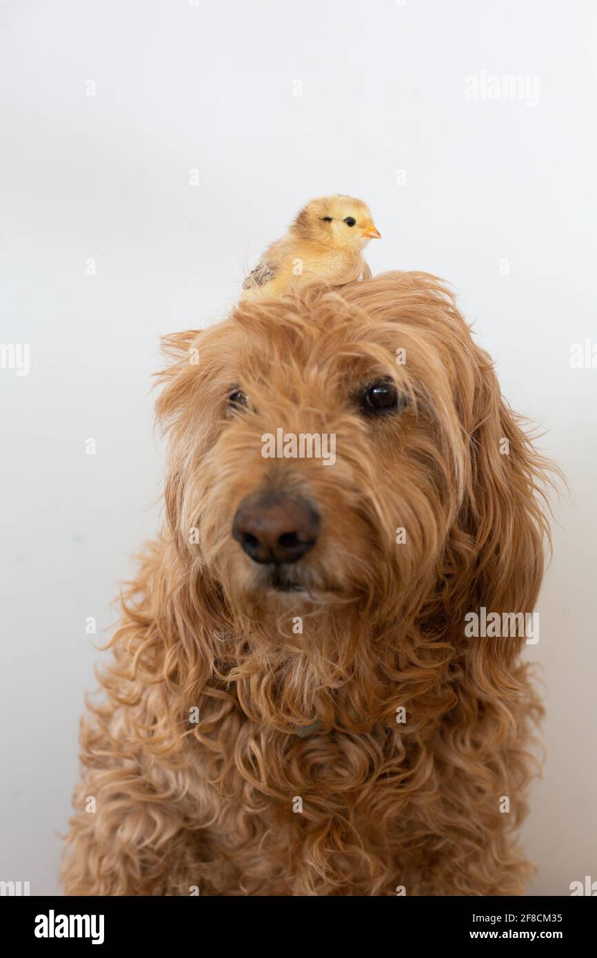Baby chick and dog hi-res stock photography and images - Alamy