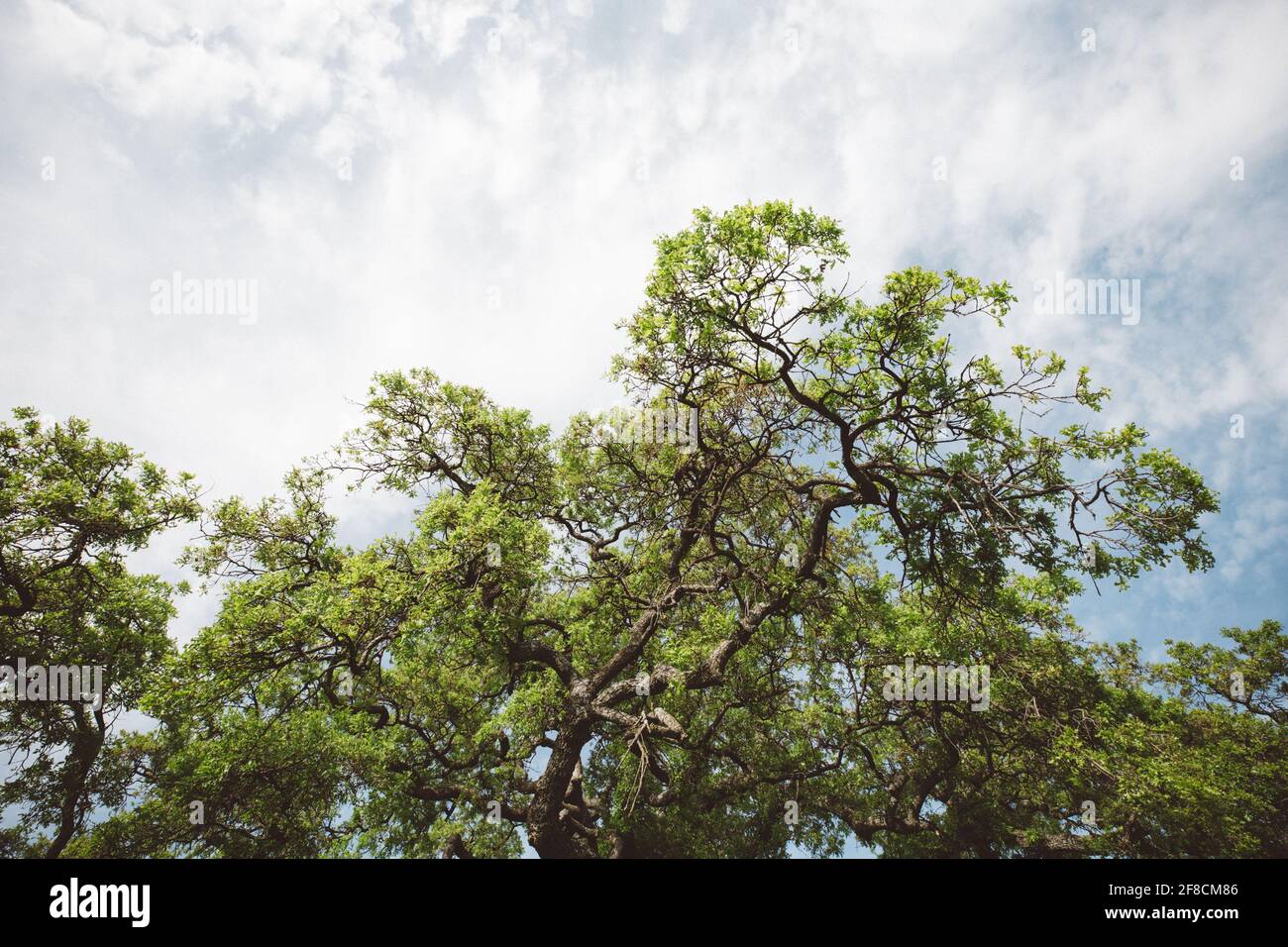 Lush green leafy trees hi-res stock photography and images - Alamy