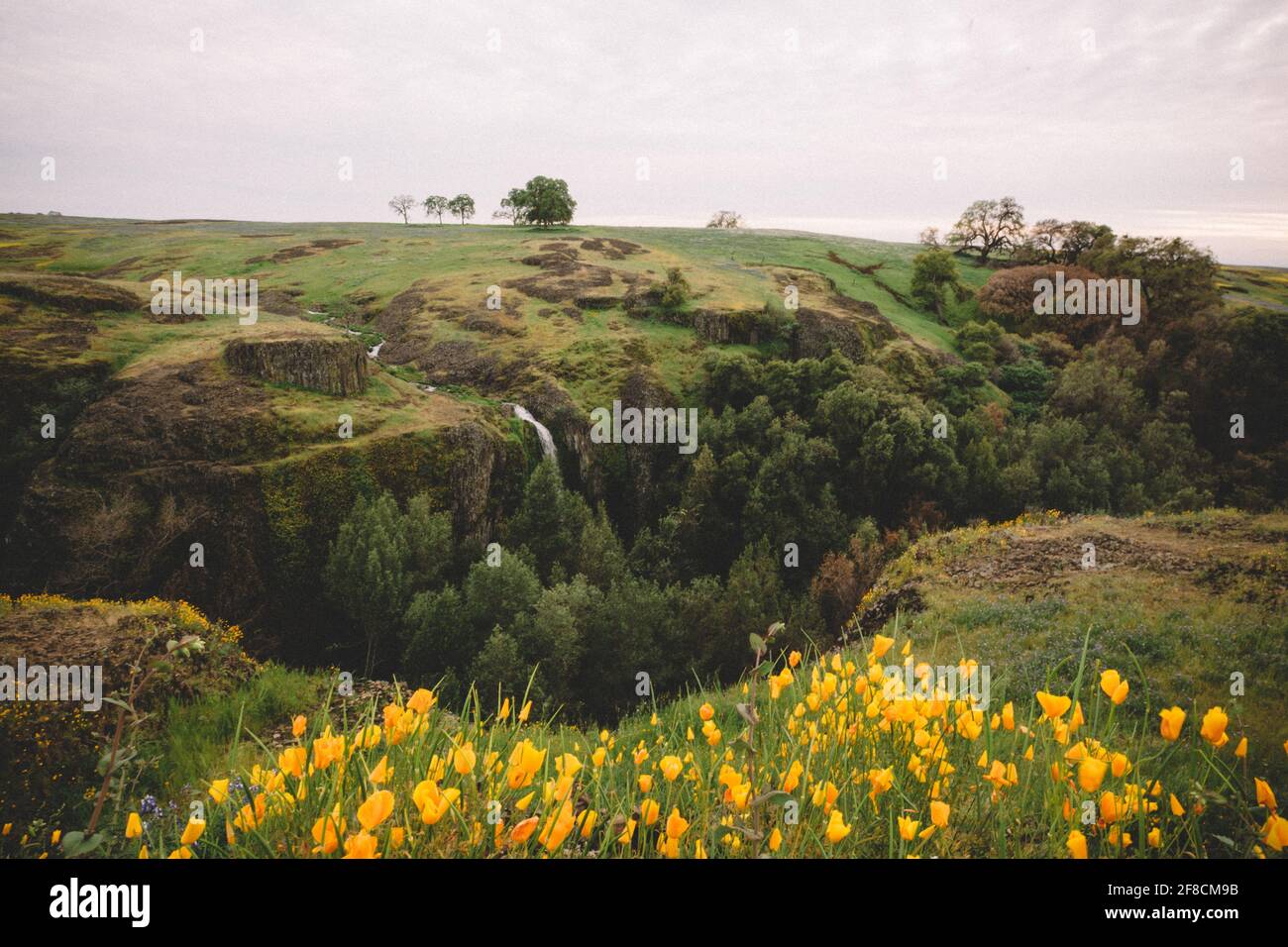Poppies waterfall hi-res stock photography and images - Alamy