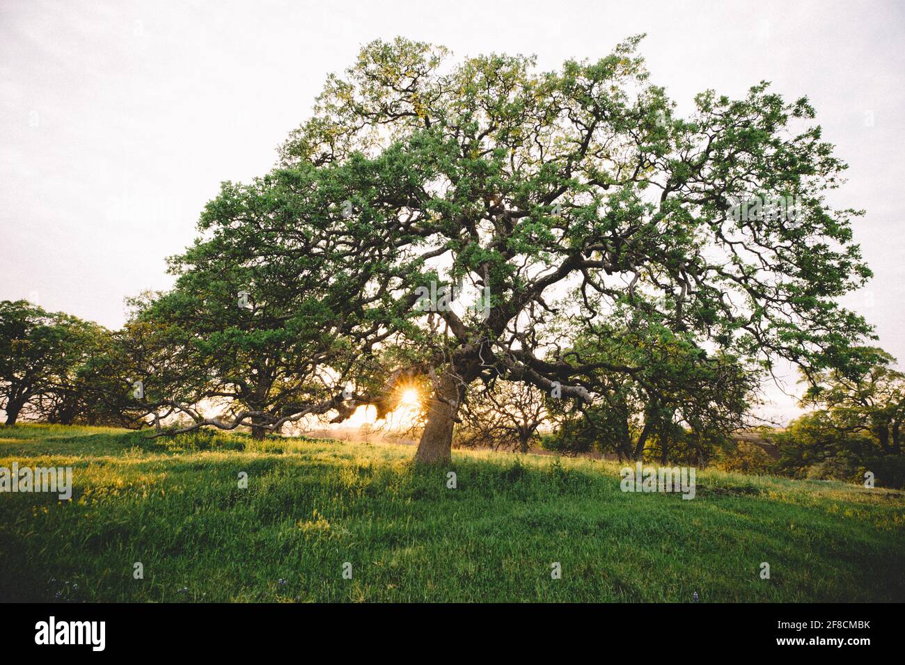 Sunlight Filters Through a Majestic Oak Tree at Sunset Stock Photo - Alamy