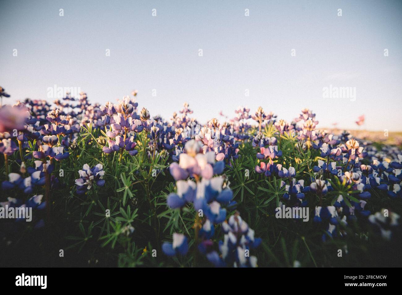Close up detail of Lupin and Clover Wildflowers on the Mesa Stock Photo ...