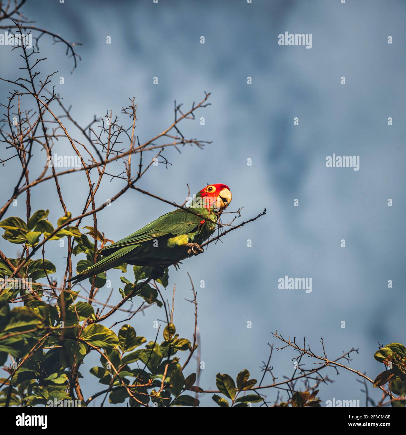 Blue parrot red beak hi-res stock photography and images - Alamy