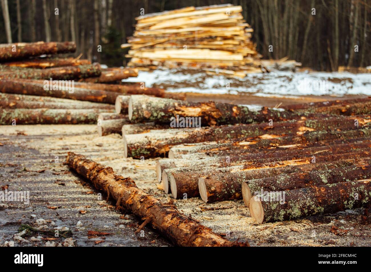 the texture of many tree trunks. the sawn-down tree trunks are stored ...
