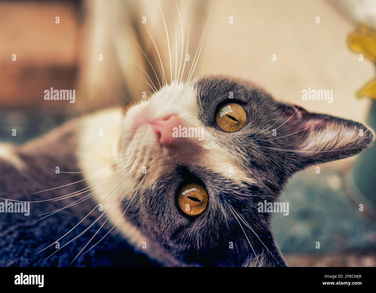 Cute kitty hi-res stock photography and images - Alamy