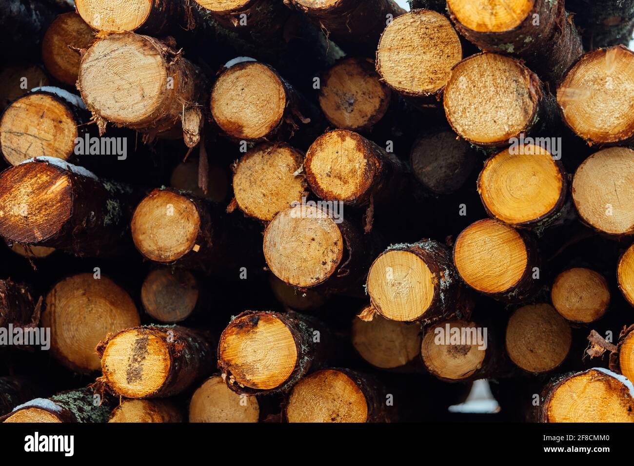 the texture of many tree trunks. the sawn-down tree trunks are stored ...