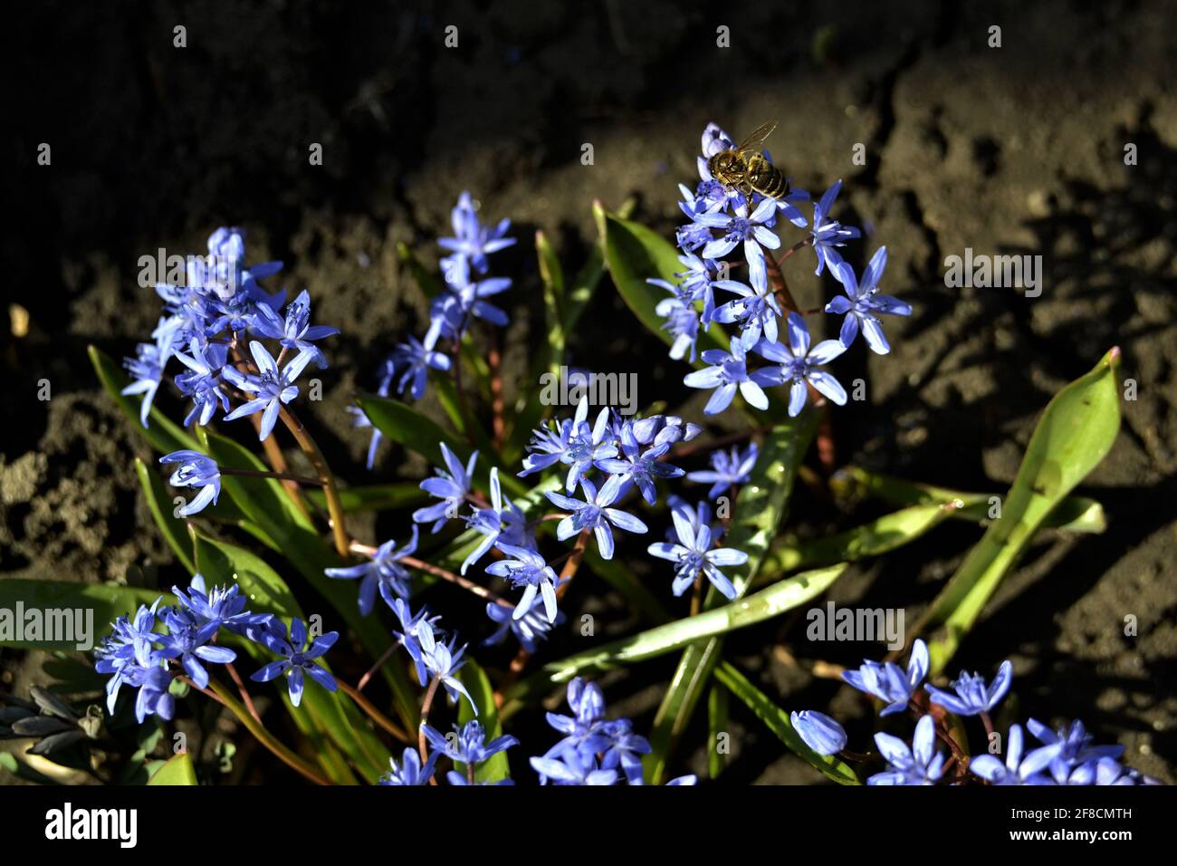 Sunlight on leaves and flowers hi-res stock photography and images - Alamy