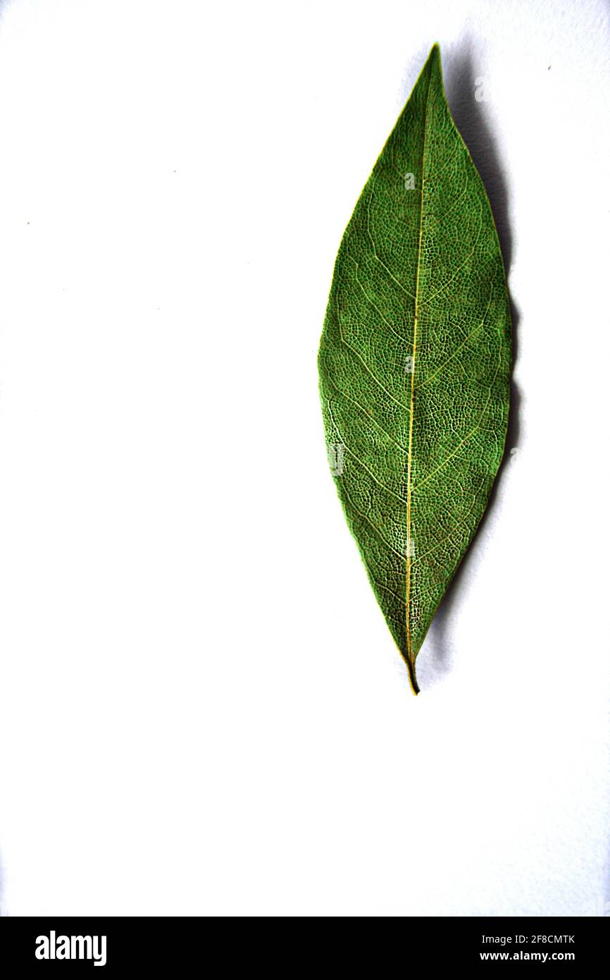 bay leaf on white background Stock Photo - Alamy