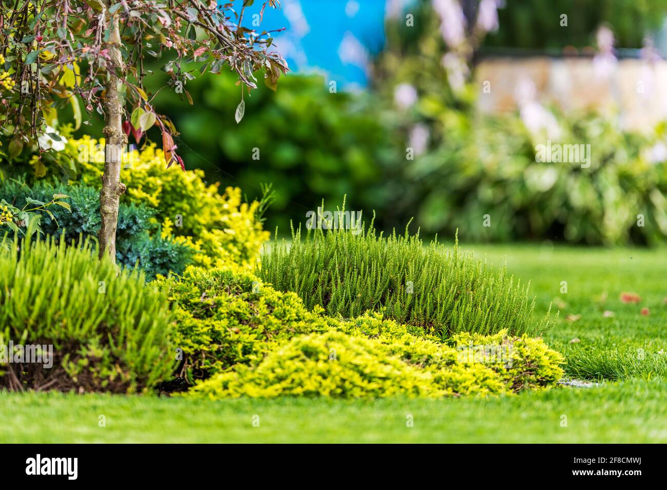Blooming Spring Time Backyard Garden Vegetation. Beautiful Garden ...