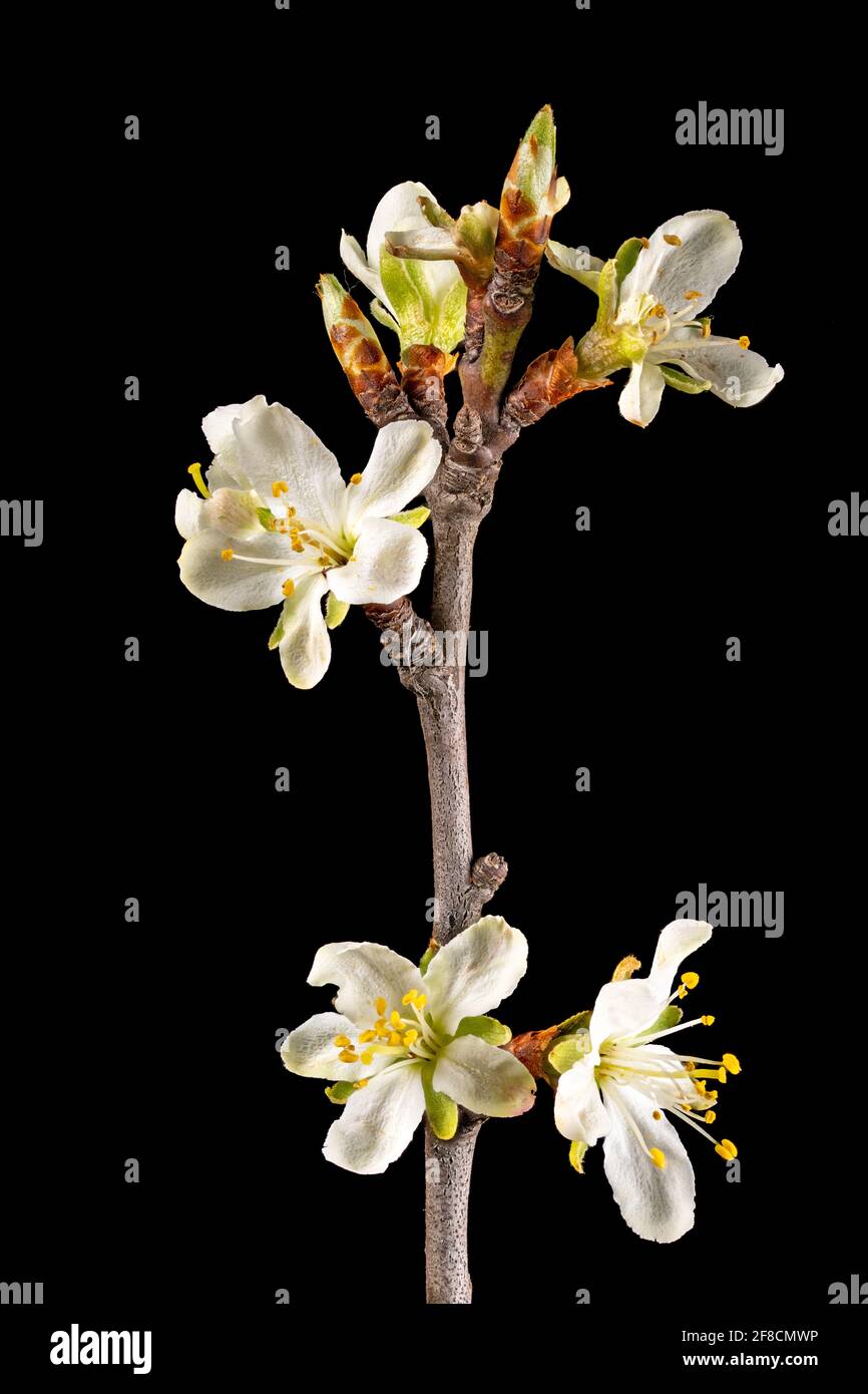 Detail shot of a branch of the plum tree with flowers, buds and leaves ...