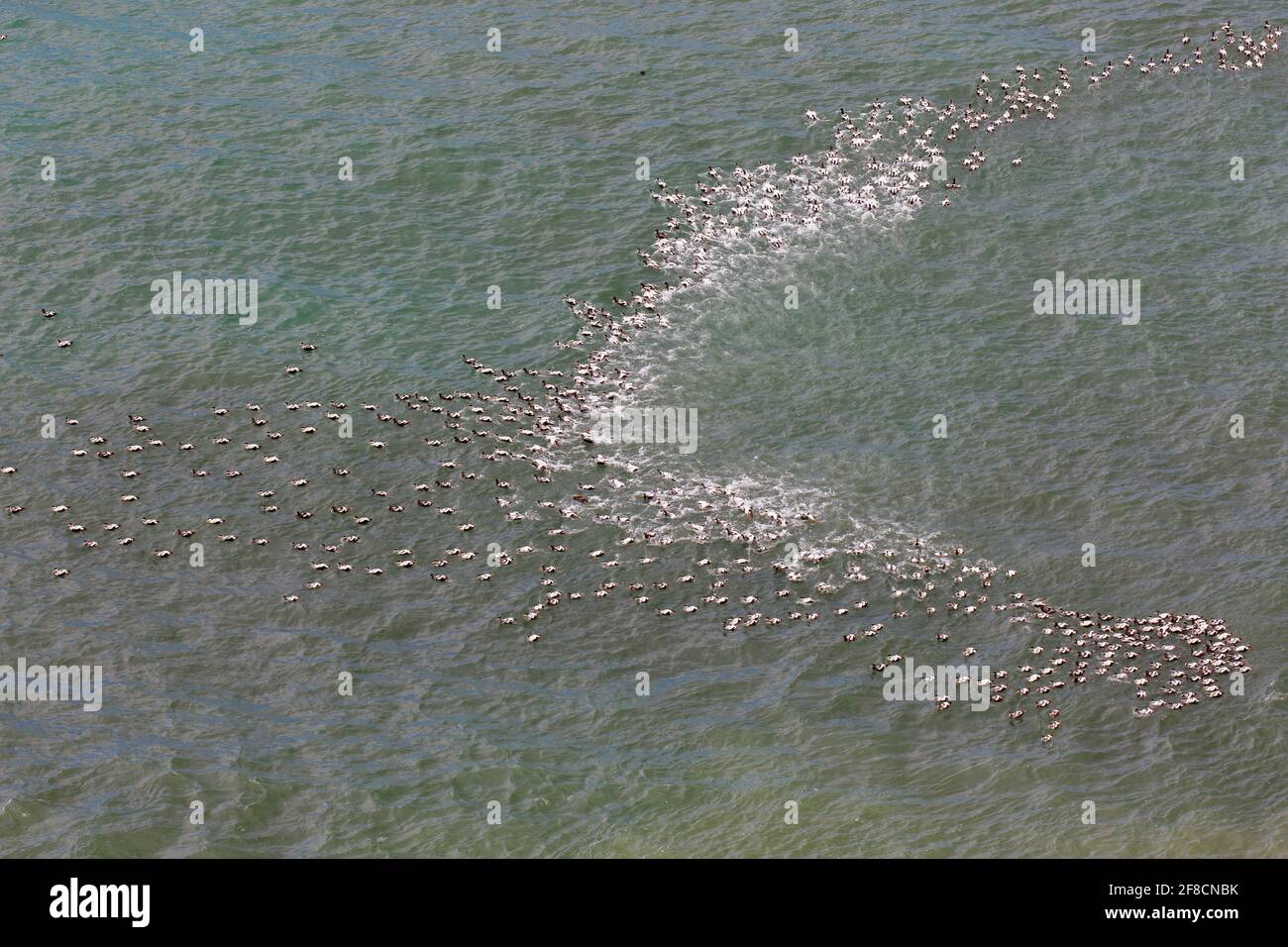 Aerial view over flock of common eider ducks (Somateria mollissima ...