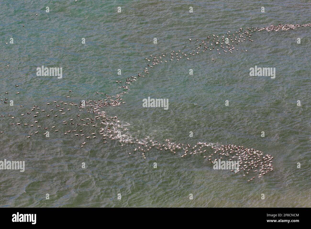 Aerial view of duck hi-res stock photography and images - Alamy