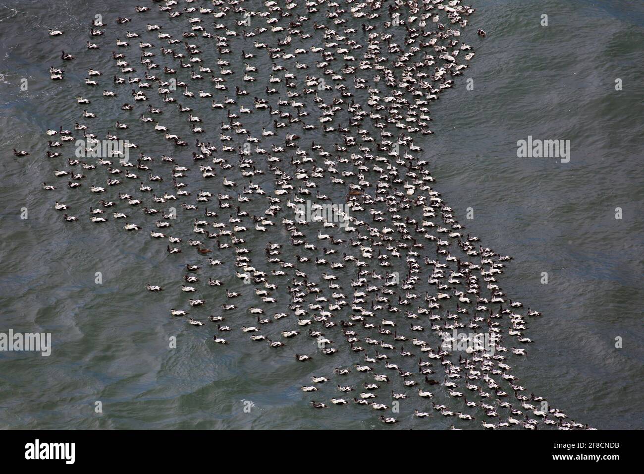 Aerial view of duck hi-res stock photography and images - Alamy