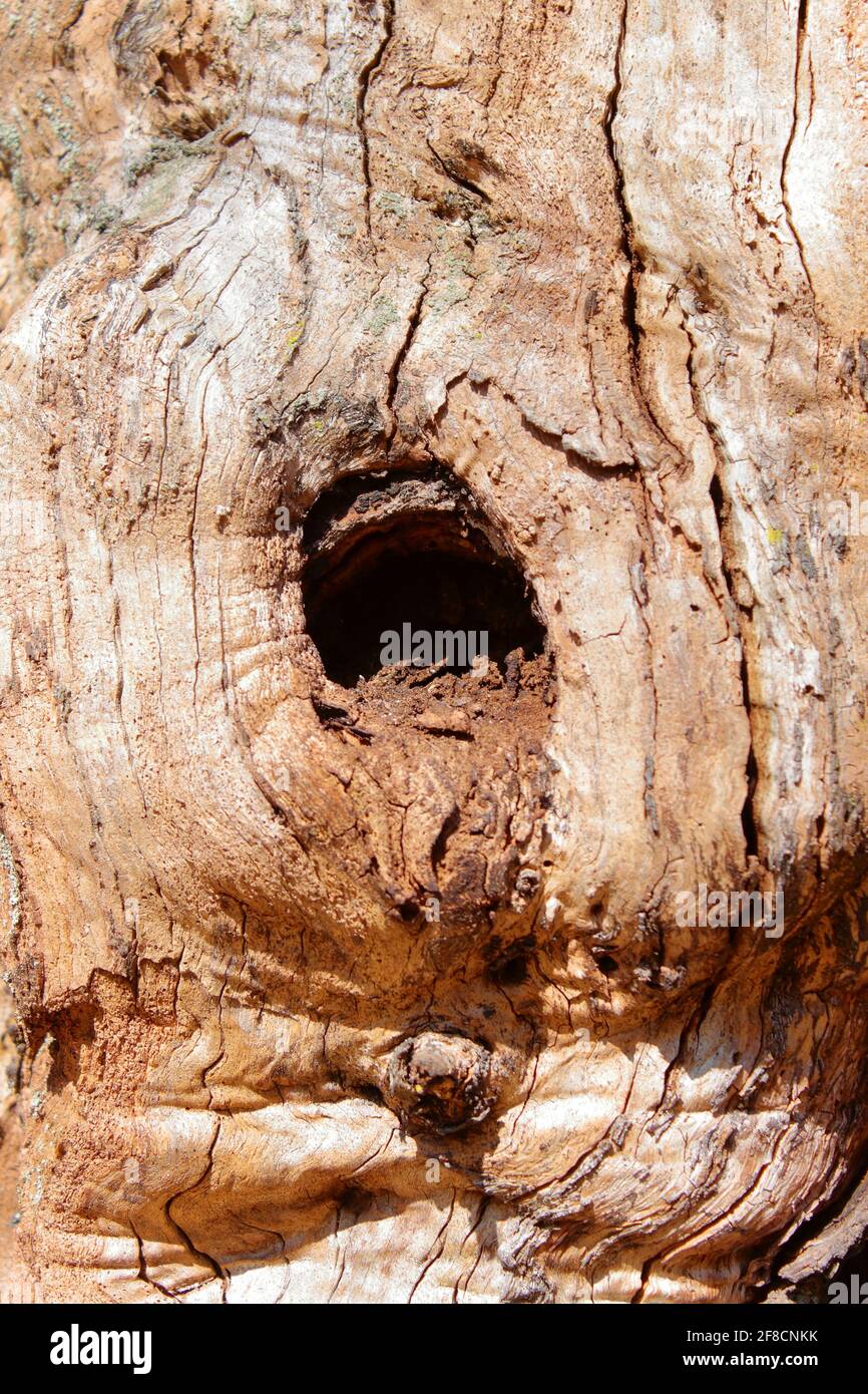 Closeup shot of weathered tree bark Stock Photo - Alamy