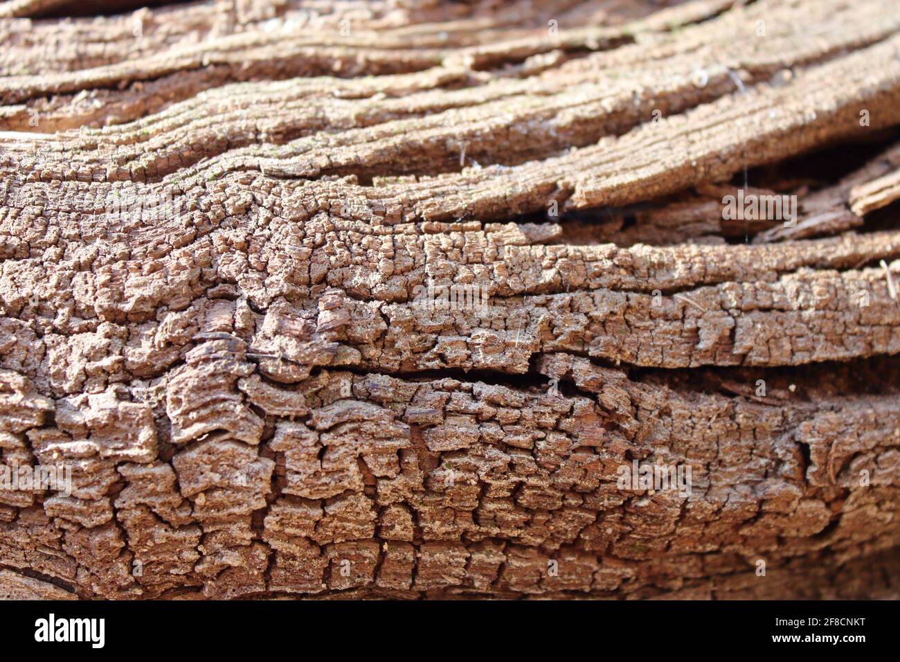 Closeup shot of weathered tree bark Stock Photo - Alamy