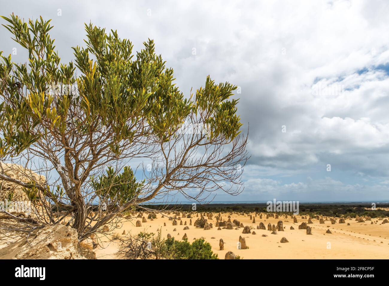 A single tree growing on yellow desert sand. The Pinnacles Desert in ...