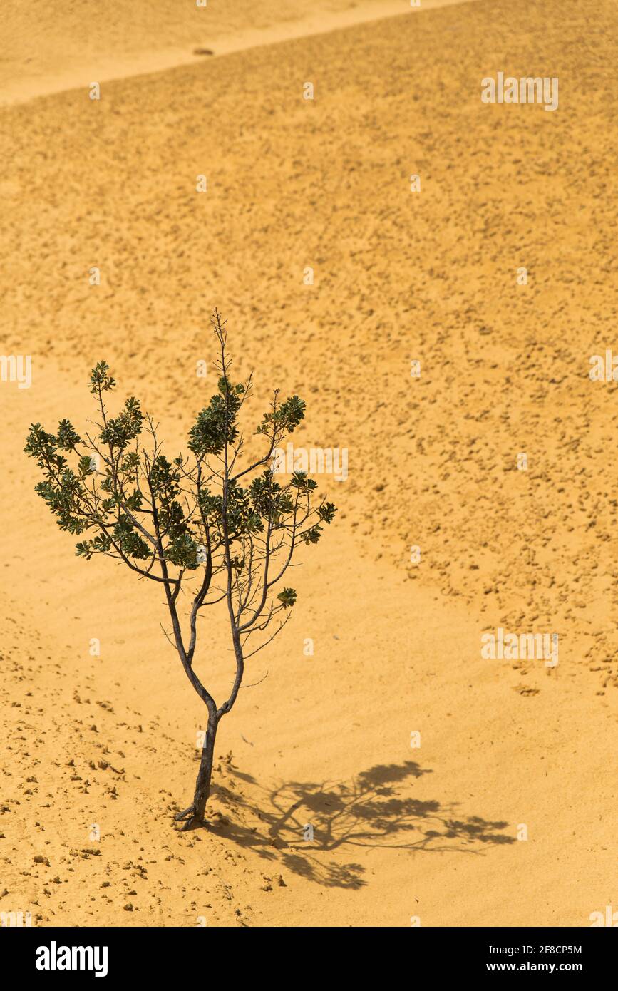 Lonely tree - Banksia sessilis (parrot bush plant) growing on sand ...