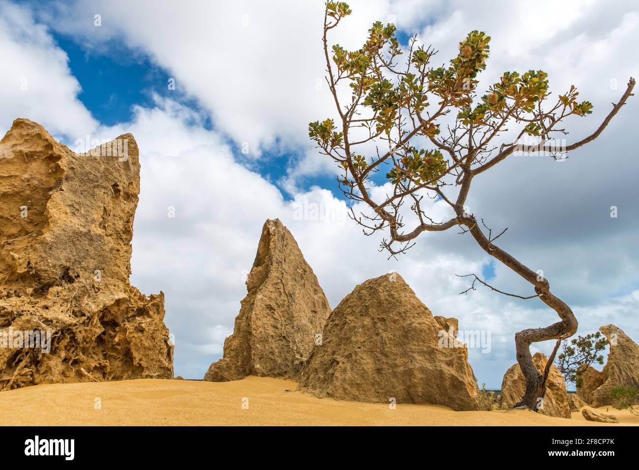 A single tree - Banksia sessilis (parrot bush plant) growing in yellow ...