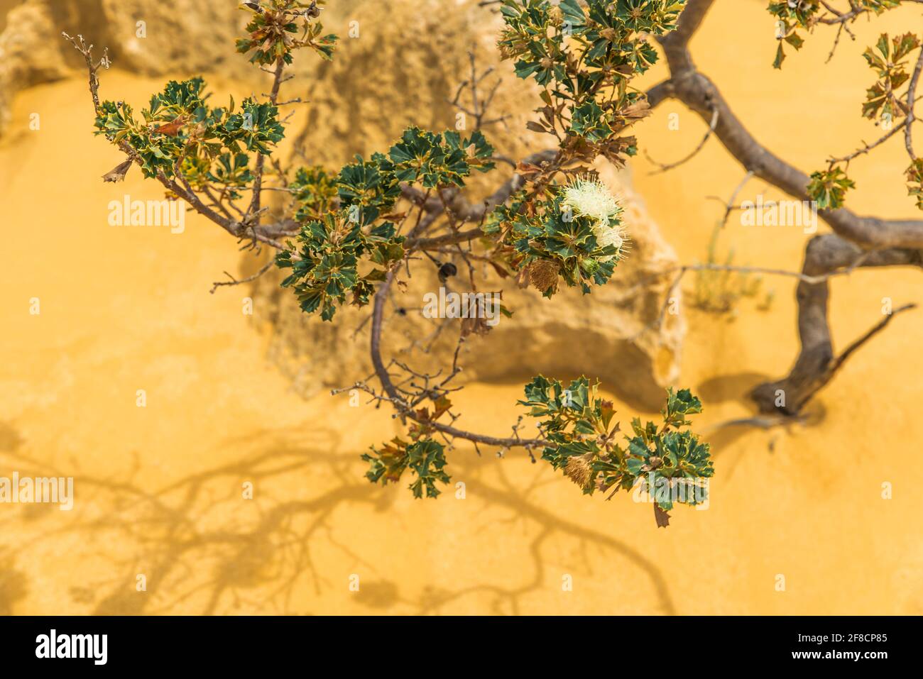 A single tree - Banksia sessilis (parrot bush plant) growing in yellow ...