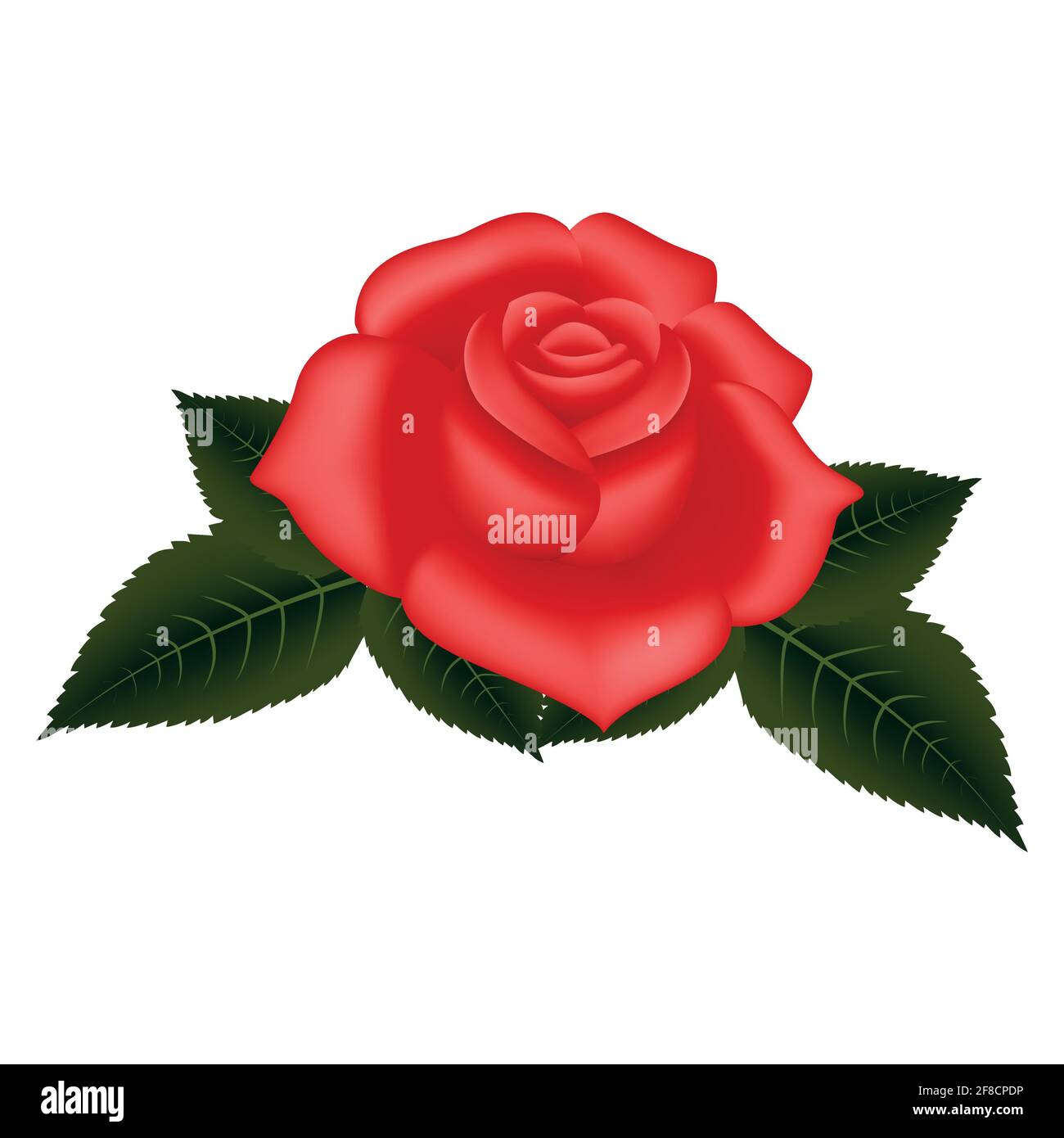 vector rose flowers and petals on transparent background. Top view ...