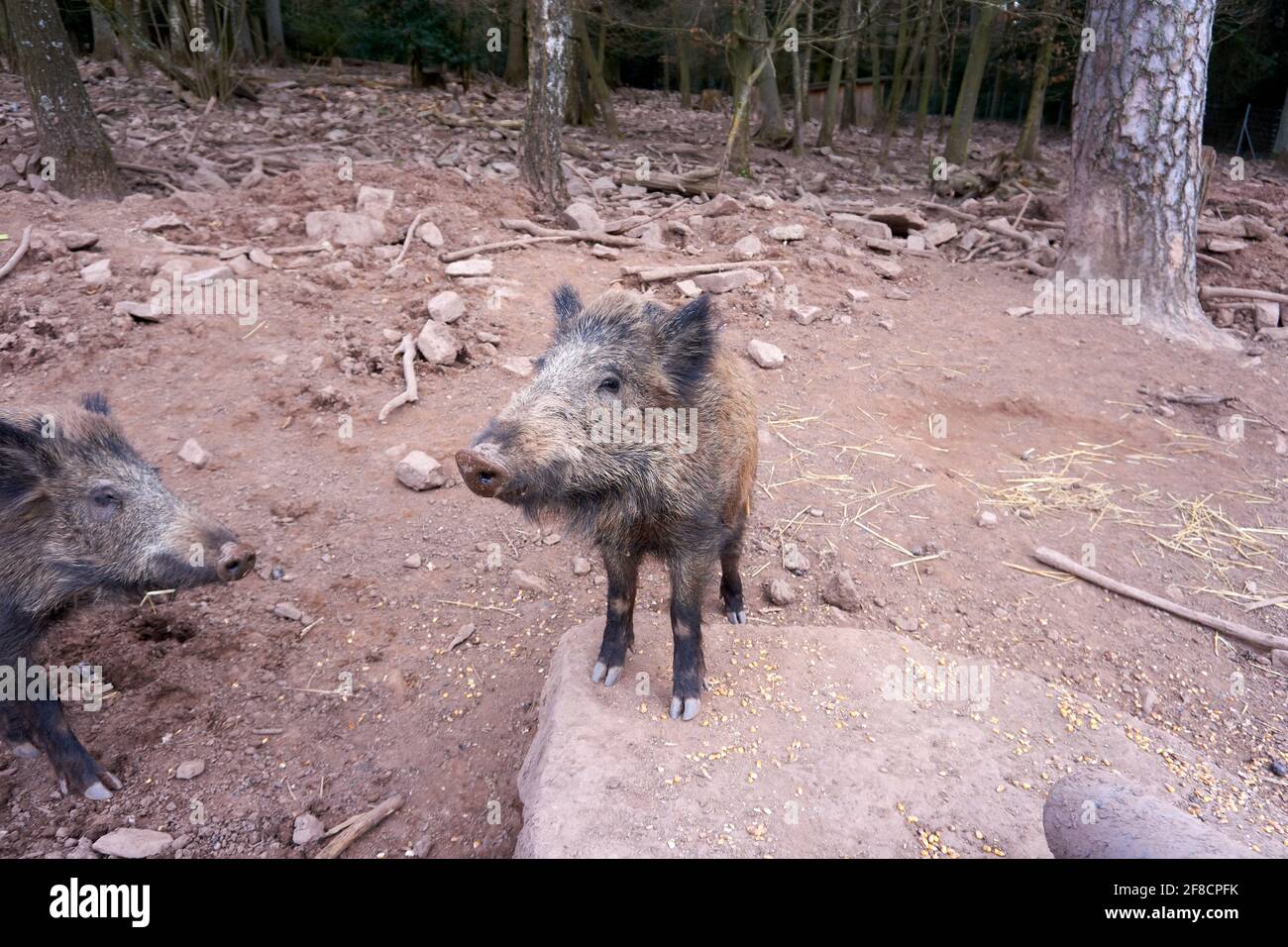 Brown boar on a farm land Stock Photo - Alamy