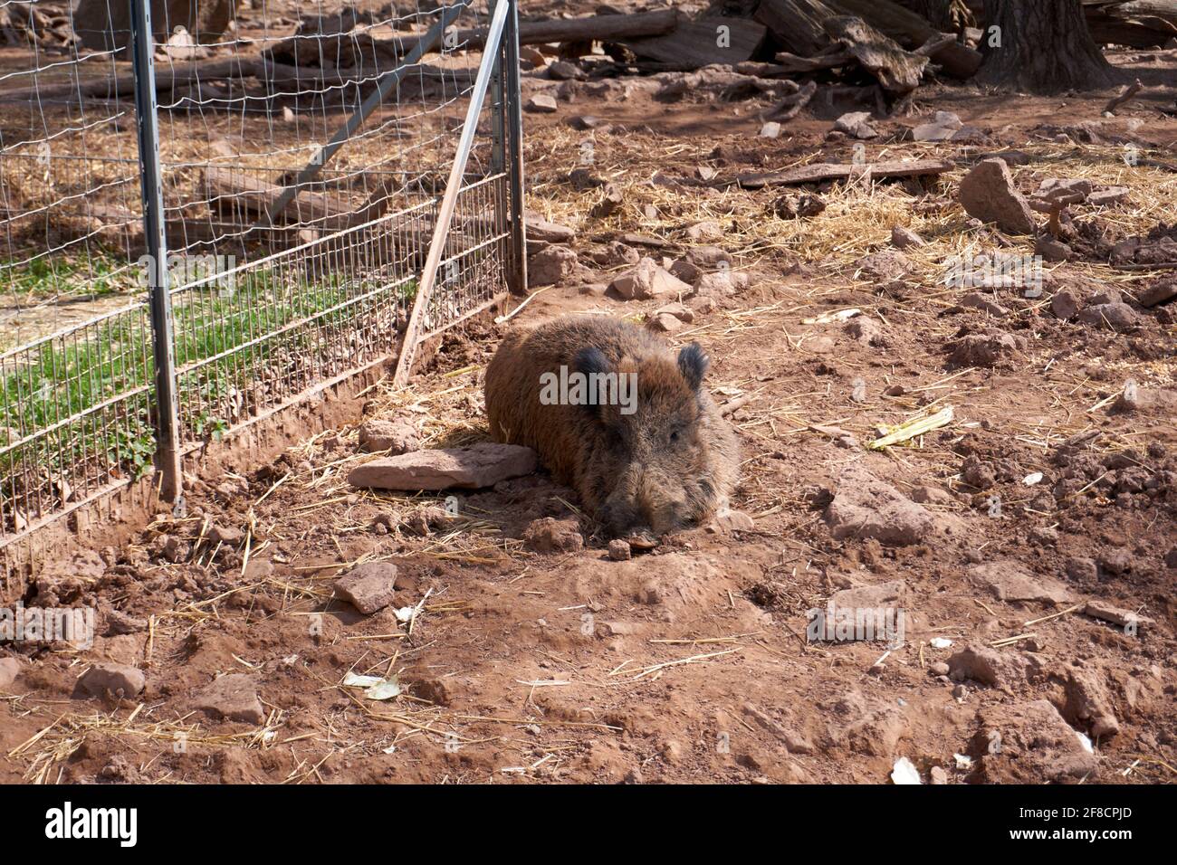 Brown boar hi-res stock photography and images - Alamy