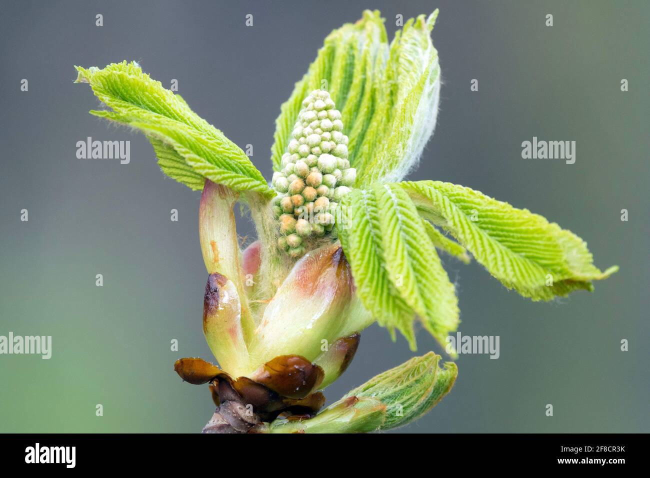 Budding trees spring hi-res stock photography and images - Alamy