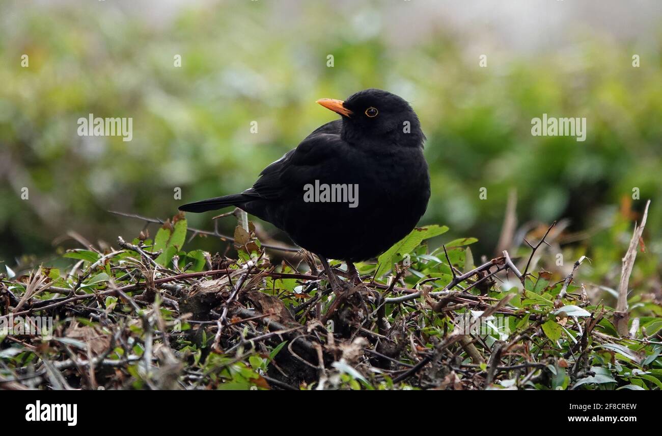 Closeup shot of a common blackbird Stock Photo - Alamy