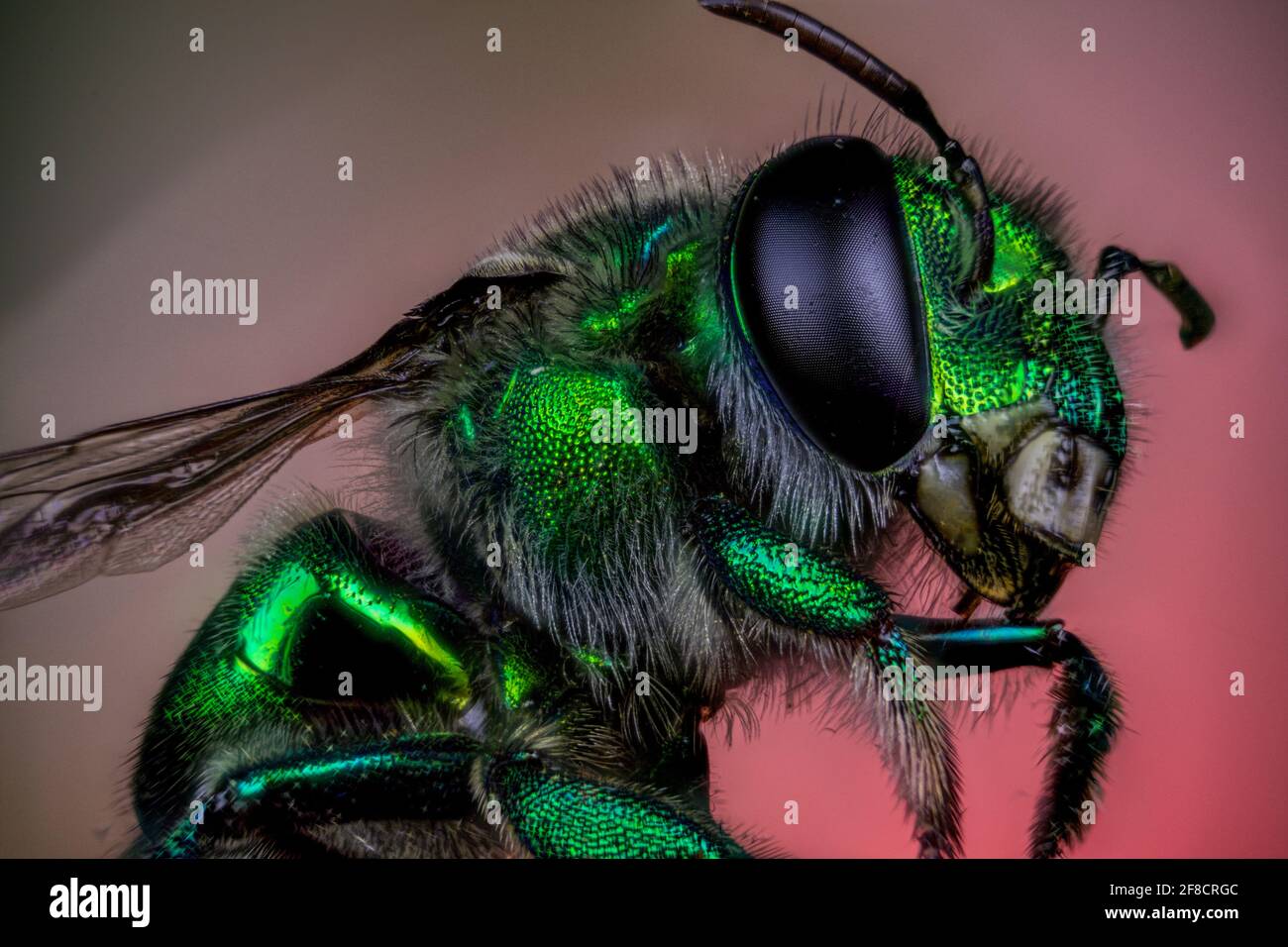 Euglossine bee hi-res stock photography and images - Alamy