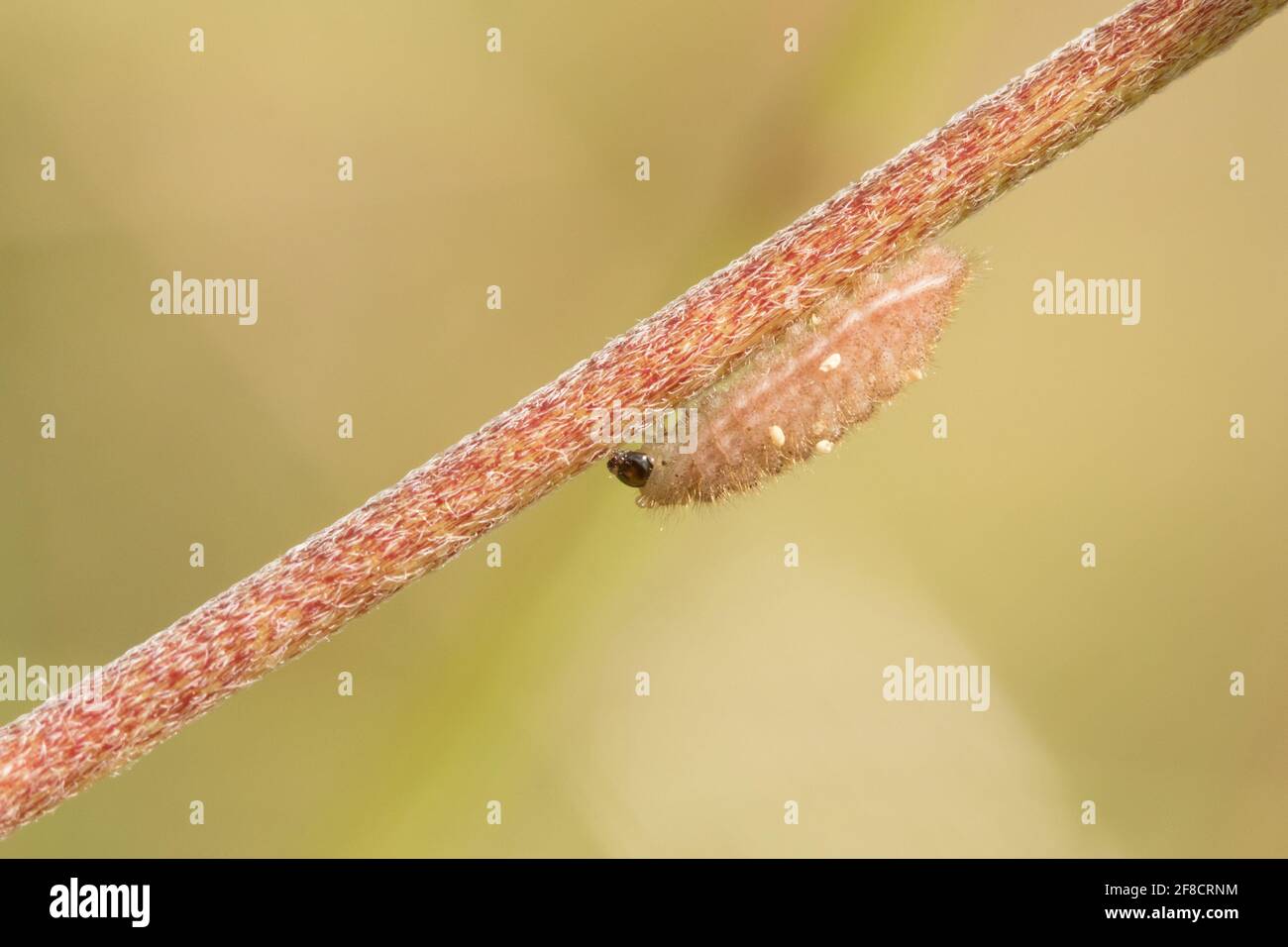 Small blue (Cupido minimus) larva on kidney vetch (Anthyllis vulneraria ...