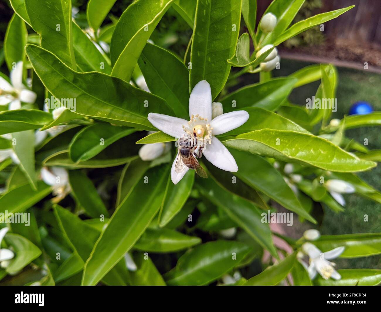Neroli flower hi-res stock photography and images - Alamy