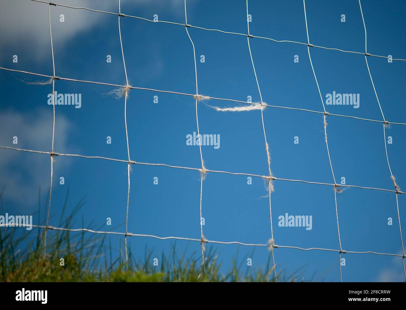 Sheep wool caught in the wire fence on the foothills of Mount Leinster ...
