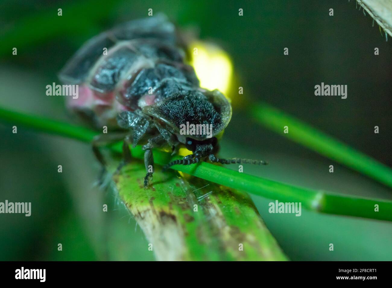 Bioluminescent beetle hi-res stock photography and images - Alamy