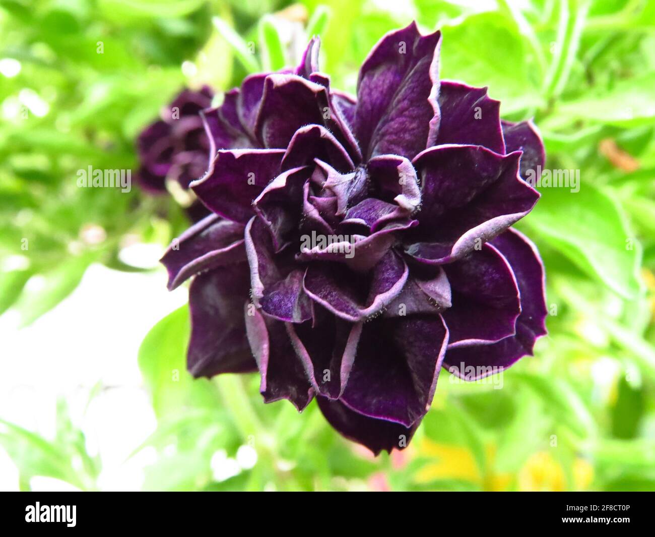 Selective focus shot of a dark purple petunia Stock Photo - Alamy