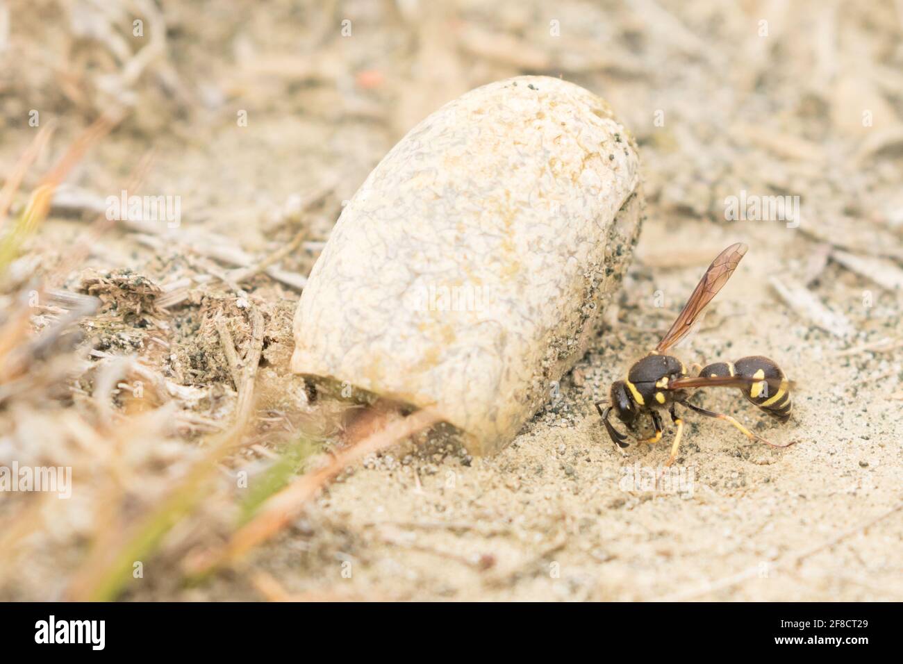 Heath potter wasp (Eumenes coarctatus) female excavating clay for nest ...