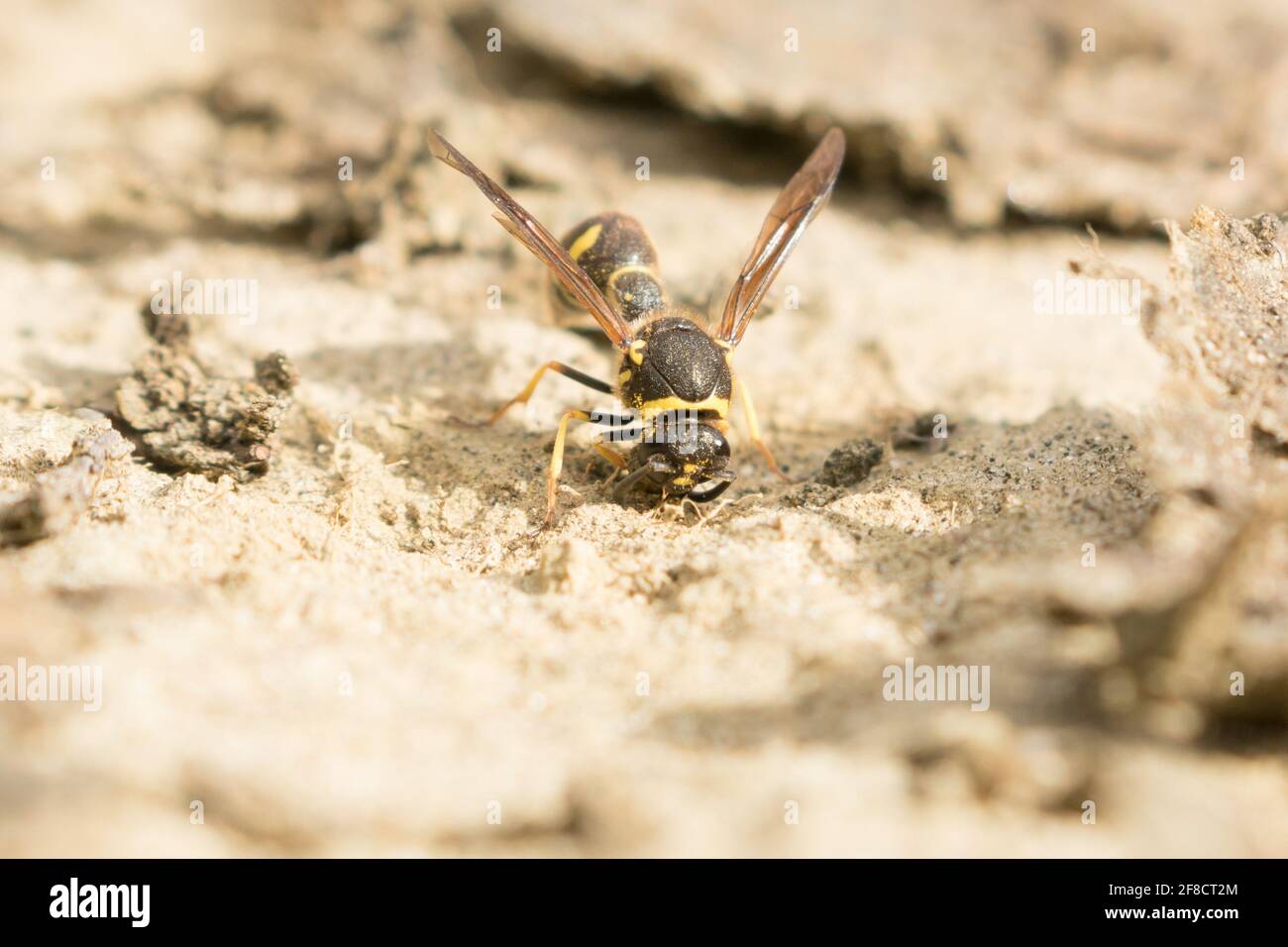 Heath potter wasp (Eumenes coarctatus) female excavating clay for nest ...