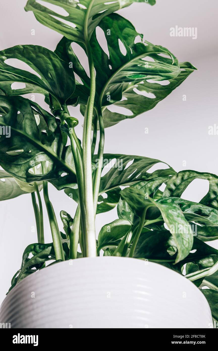 Monstera Monkey Mask Stock Photo - Alamy